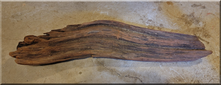 PIPSICO FOSSIL DIG OCTOBER 2022