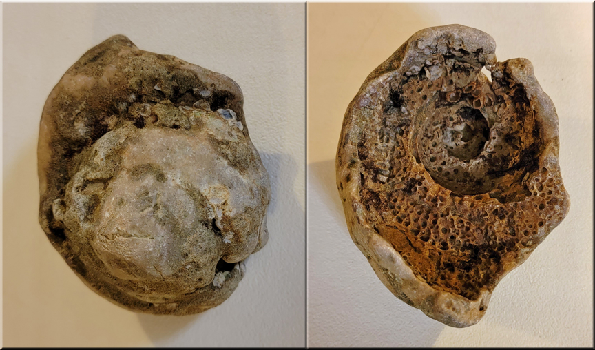 PIPSICO FOSSIL DIG OCTOBER 2022