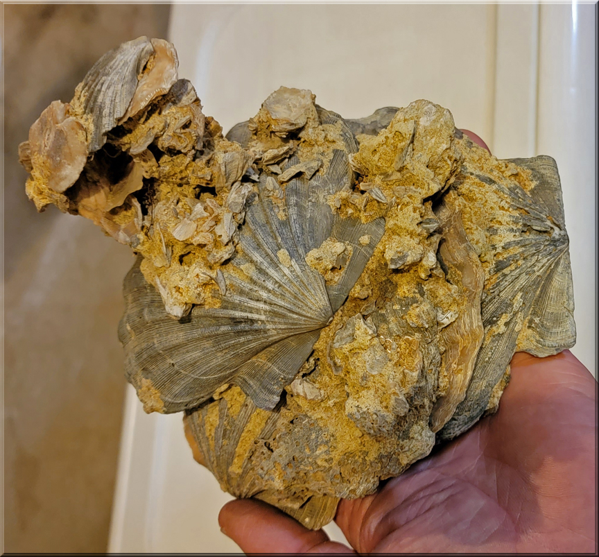 PIPSICO FOSSIL DIG OCTOBER 2022