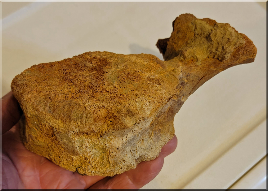 PIPSICO FOSSIL DIG OCTOBER 2022