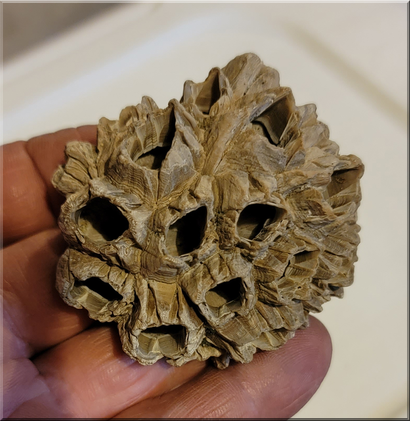 PIPSICO FOSSIL DIG OCTOBER 2022